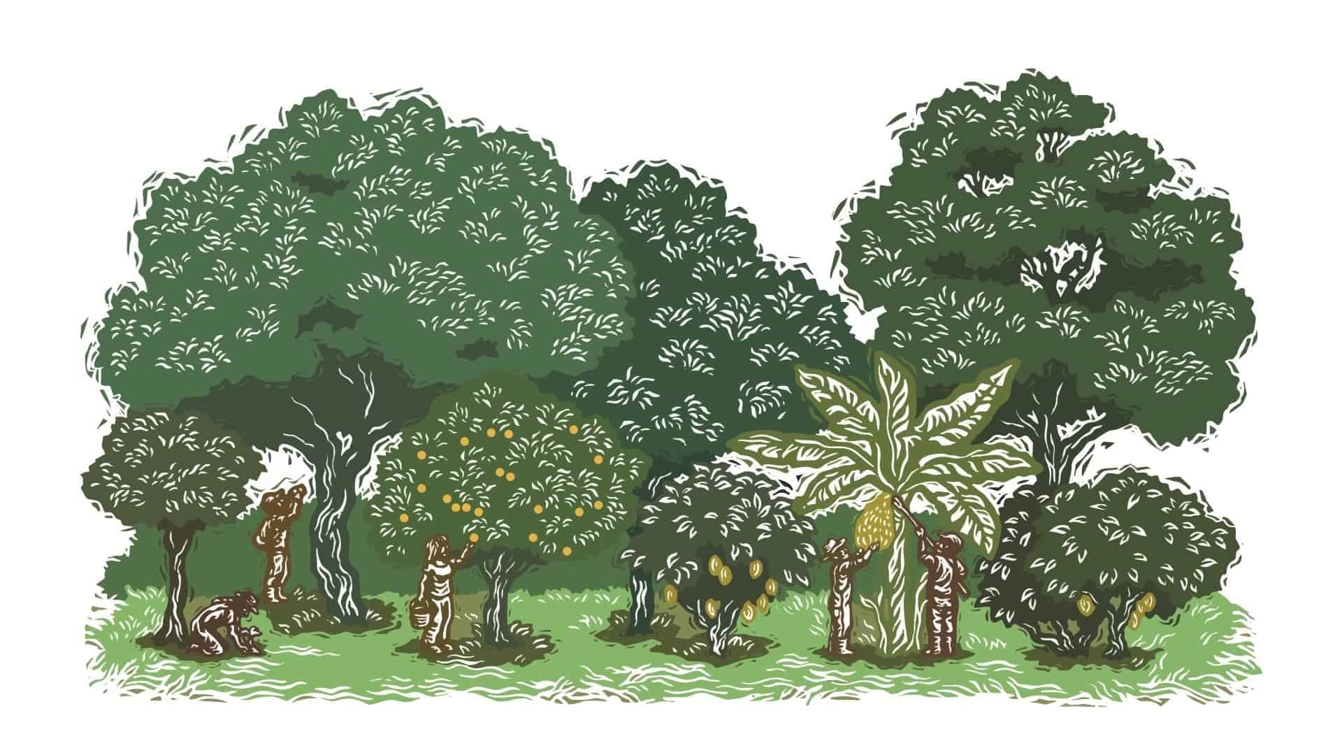 What is Regenerative Agroforestry? - TMA