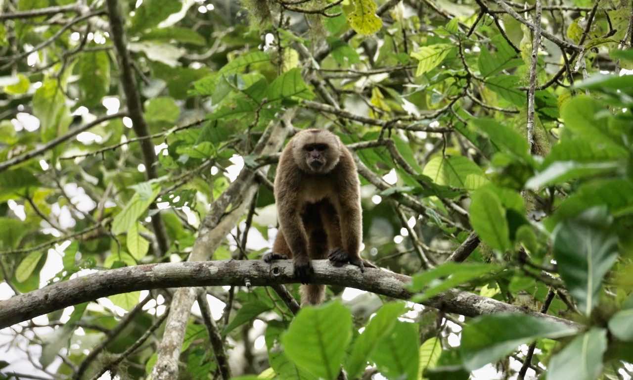 Photo Tour of the Pacific Forest of Ecuador - TMA