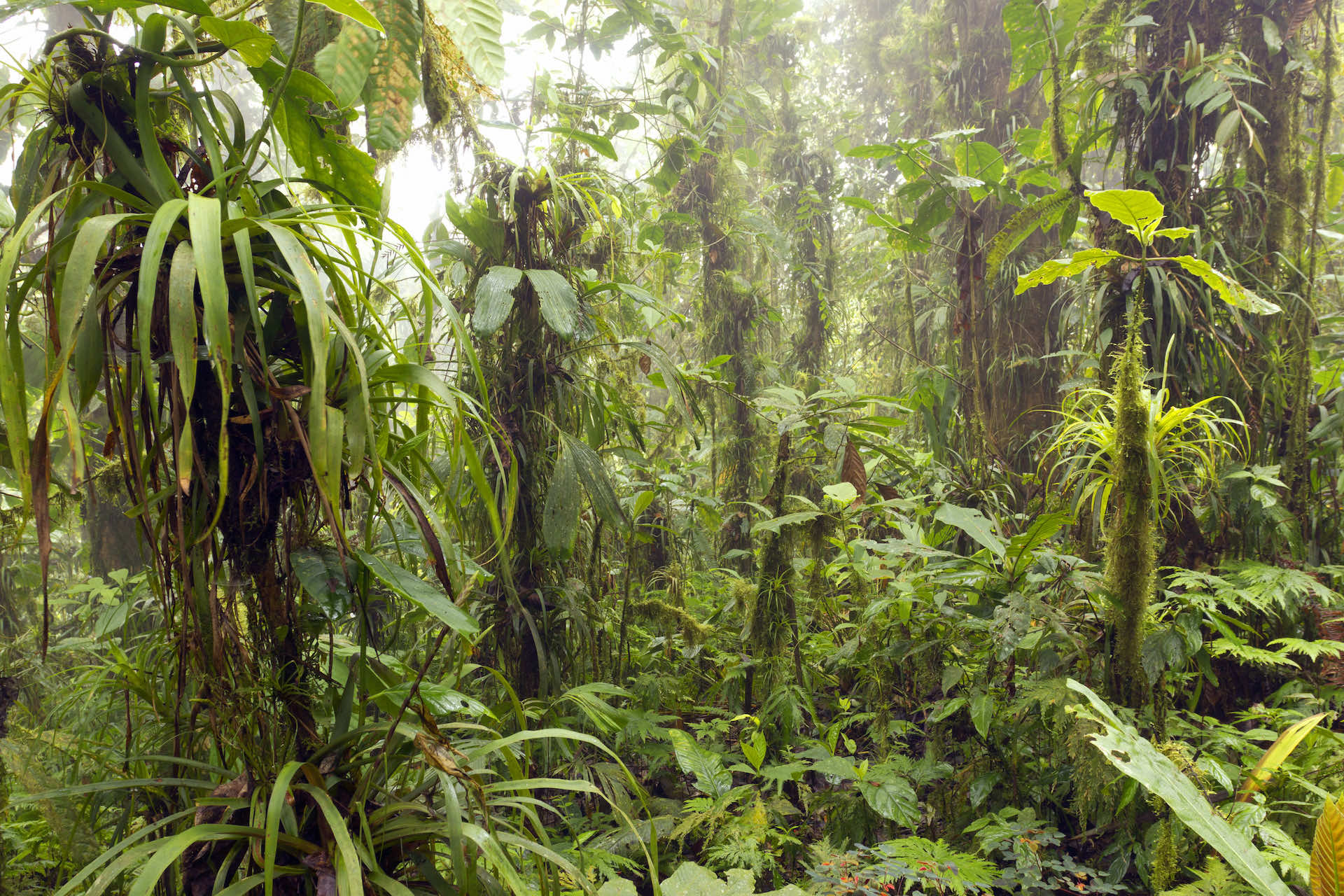Photo Tour of the Pacific Forest of Ecuador - TMA