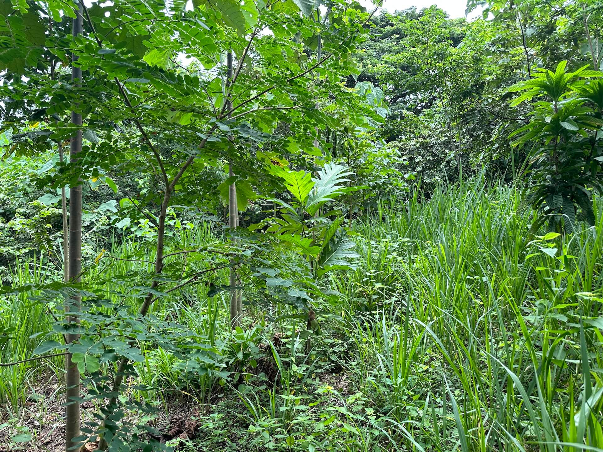 9 Practical Lessons for Reforesting the Tropics - TMA