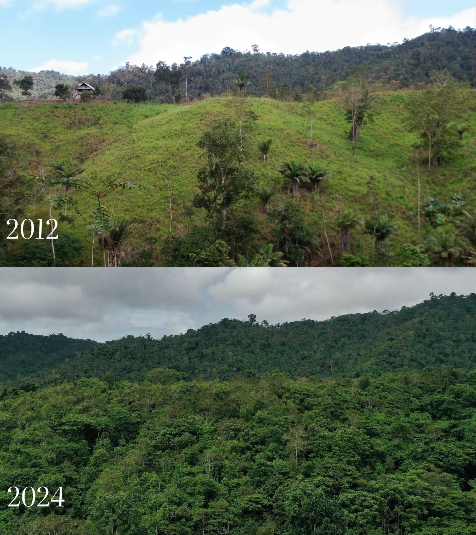 Brief Catalog of Reforestation Methods by TMA - TMA