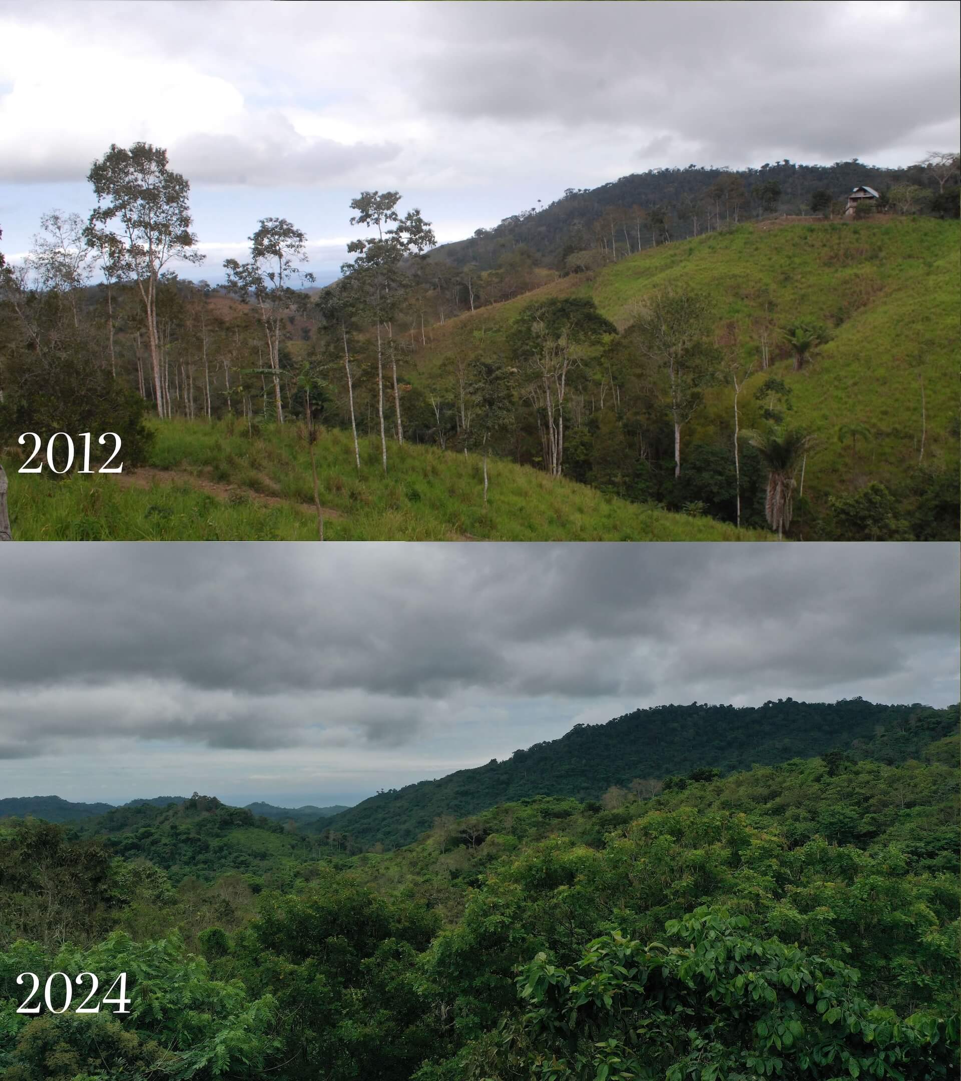 9 Practical Lessons for Reforesting the Tropics - TMA