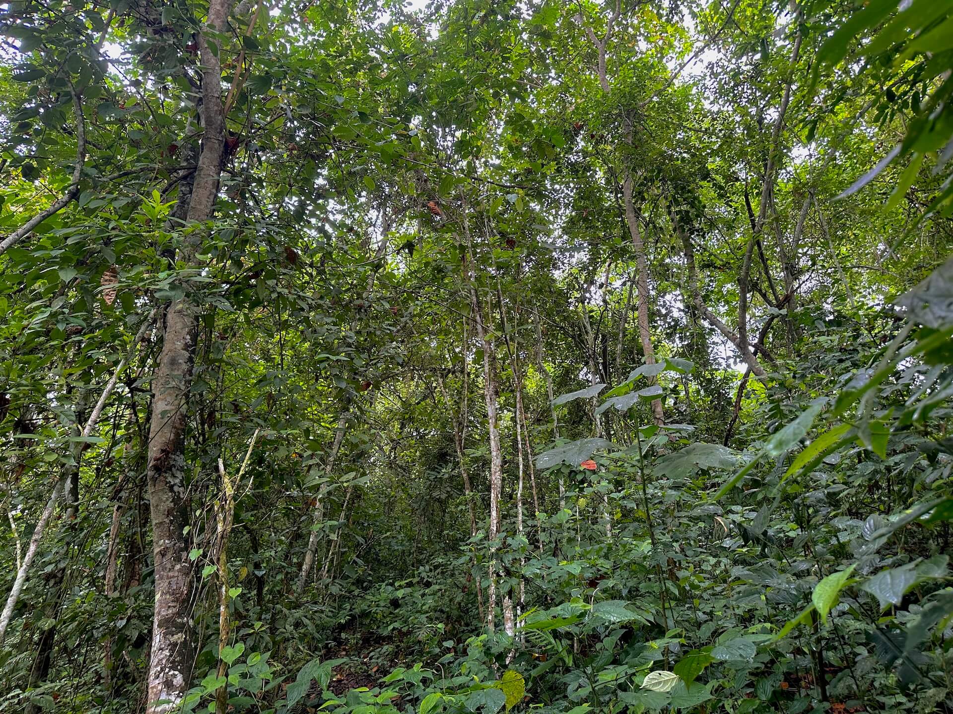 9 Practical Lessons for Reforesting the Tropics - TMA