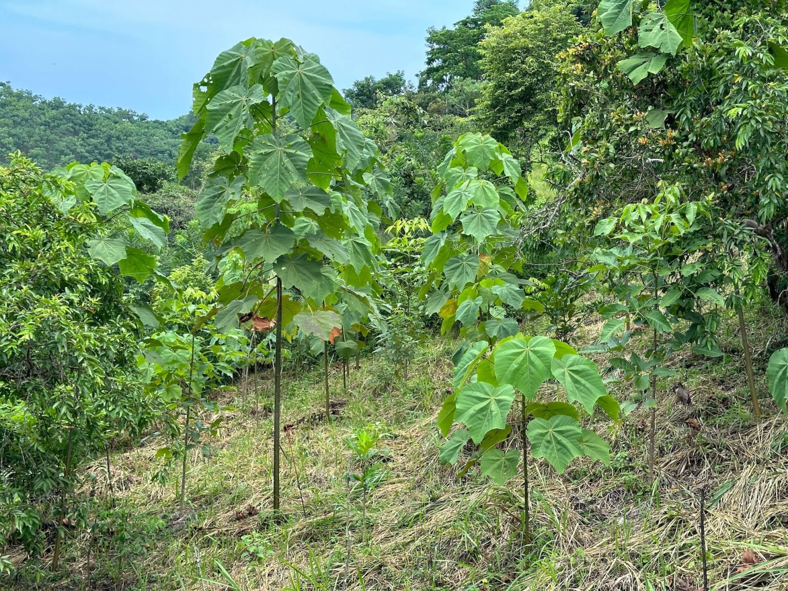 Brief Catalog of Reforestation Methods by TMA - TMA