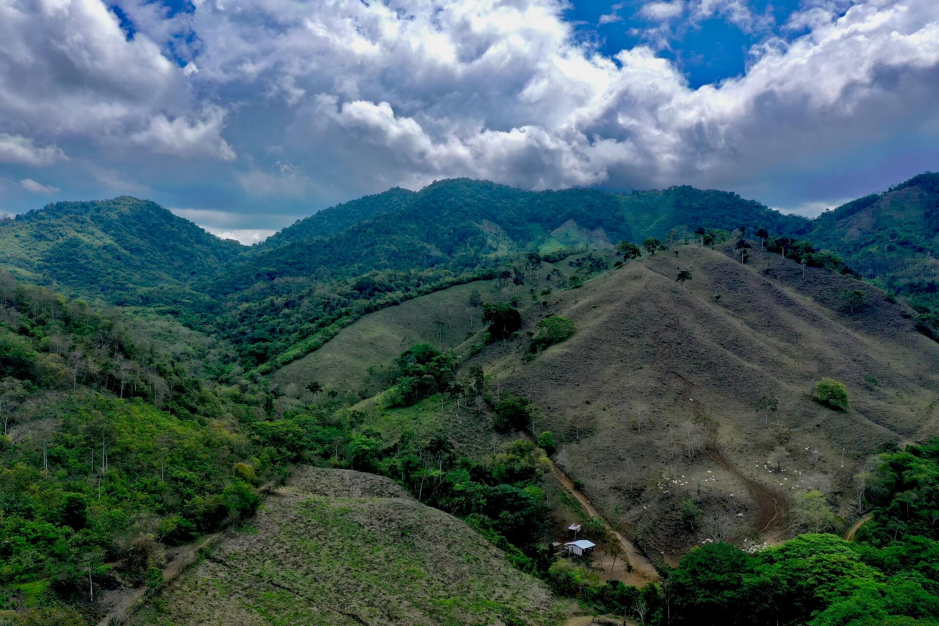 How to Restore Forest and Biodiversity Without Sacrificing Food ...